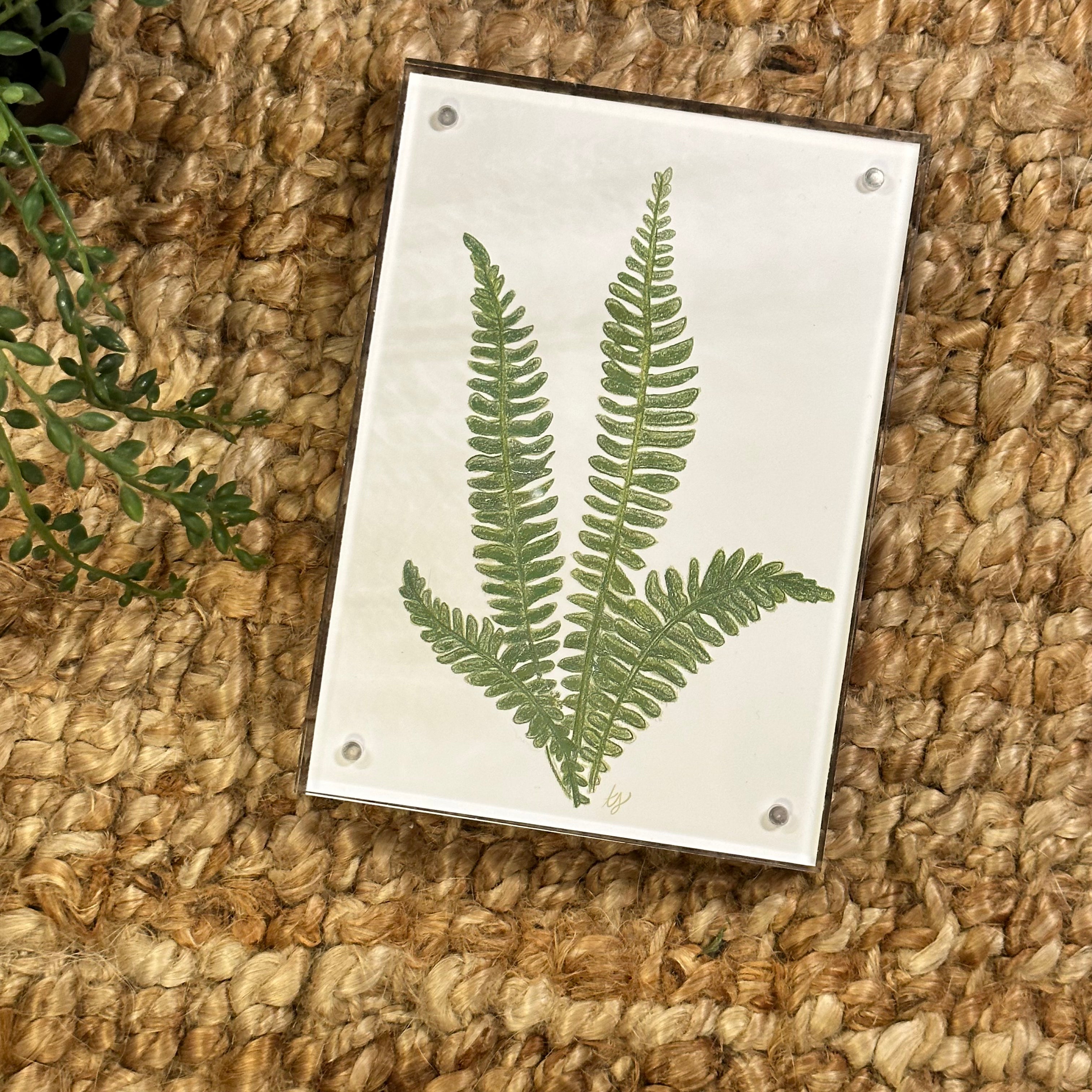 fern no 2 [acrylic frame] – Southern Sketch